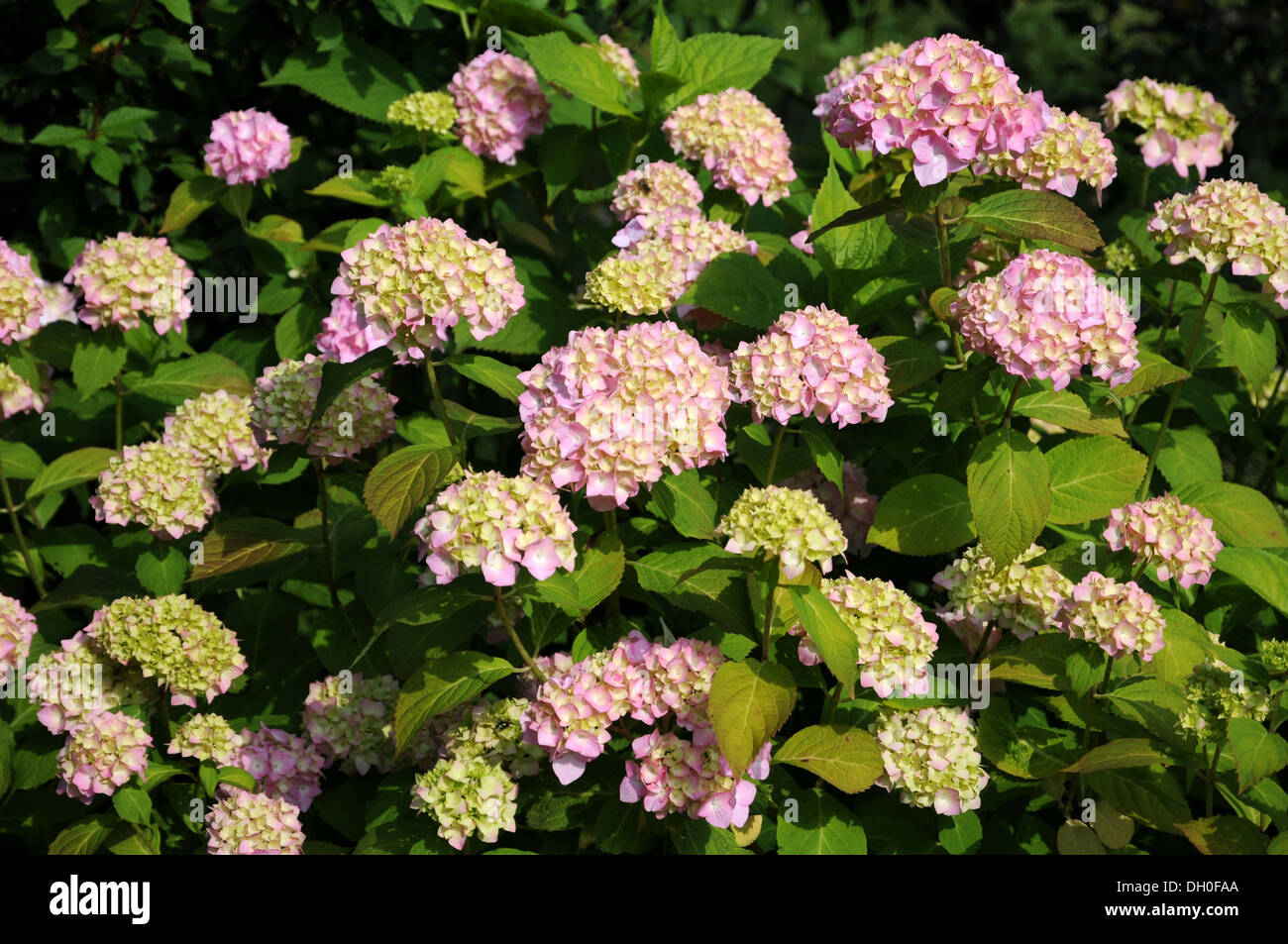 Hortensia hortensie macrophylla hi-res stock photography and images - Alamy