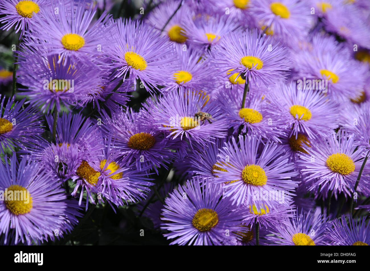 Chinese aster hi-res stock photography and images - Alamy