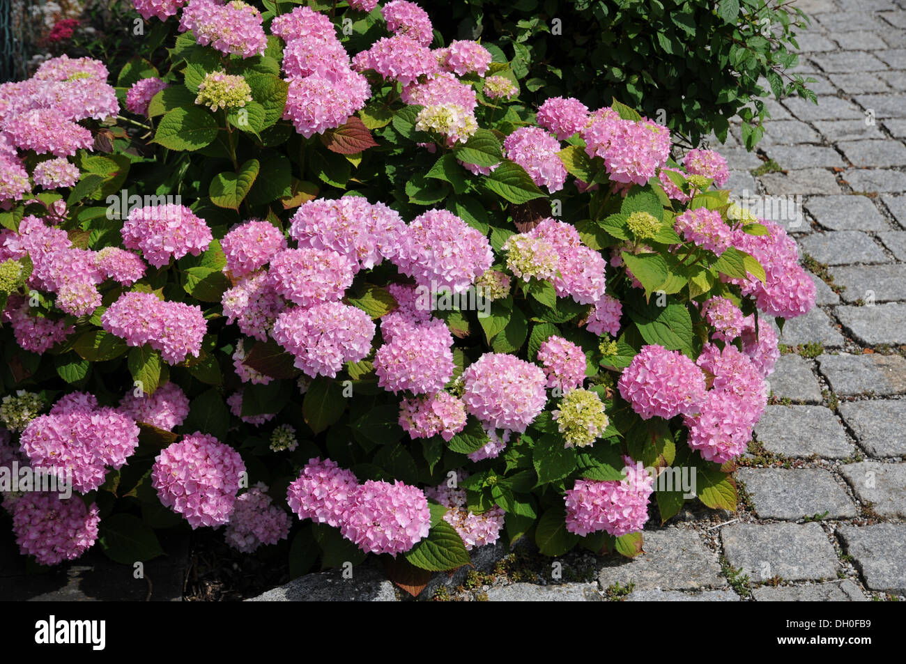 Hortensie hydrangea macrophylla bauernhortensie hi-res stock ...