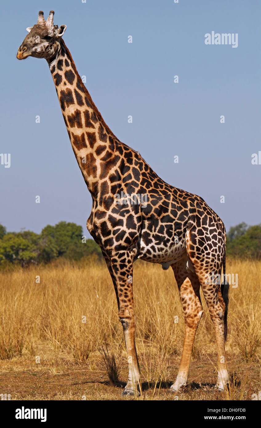 Giraffe at South Luangwa National Park, Zambia; Giraffa camelopardalis ...