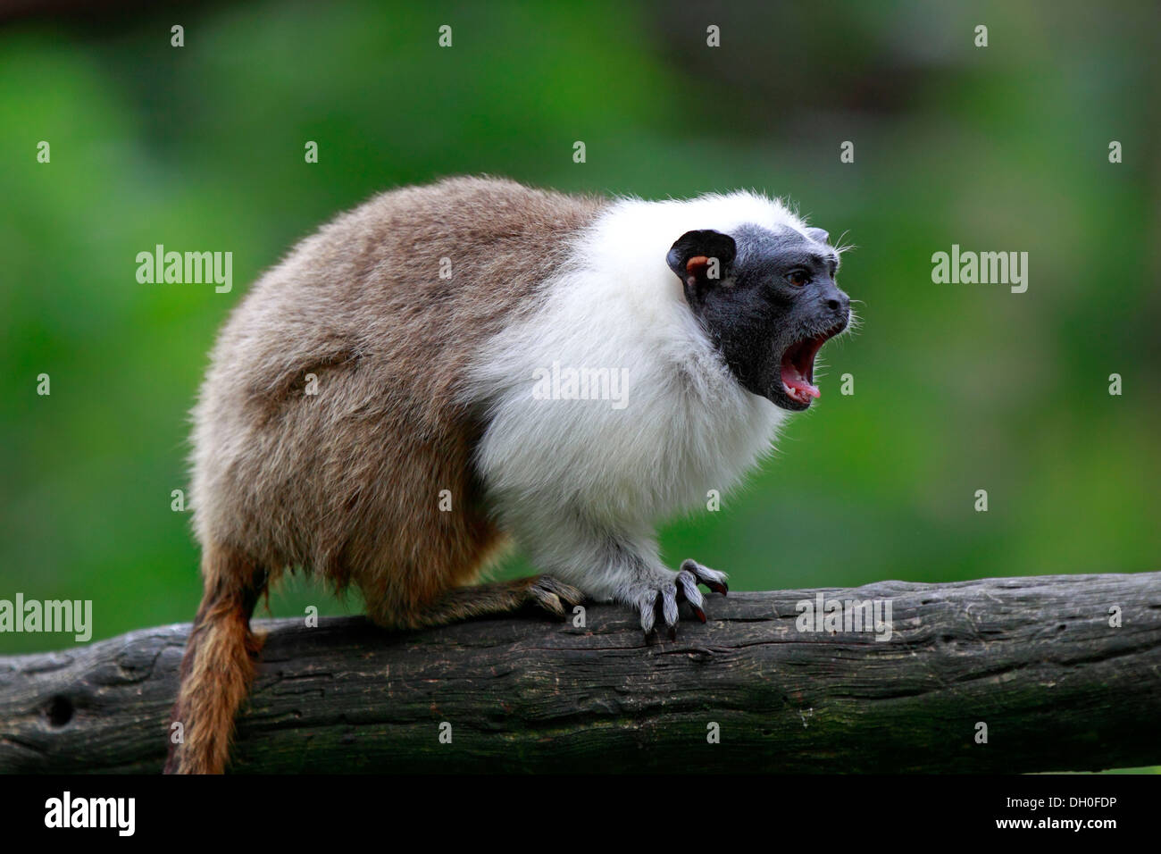 Pied Tamarin (Saguinus bicolor), occurrence in South America, adult ...