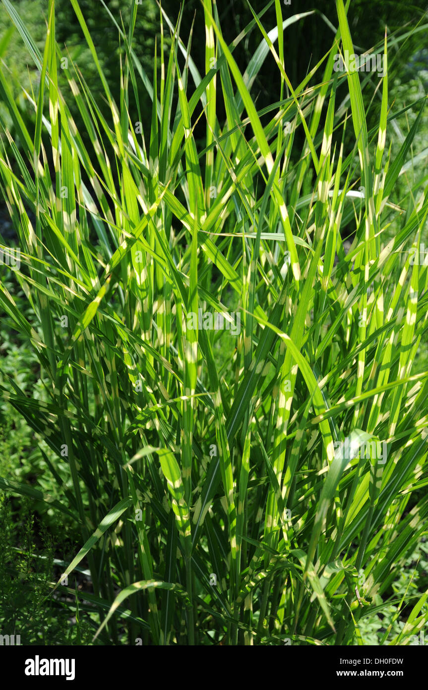 Striped Silver Grass Stock Photo - Alamy