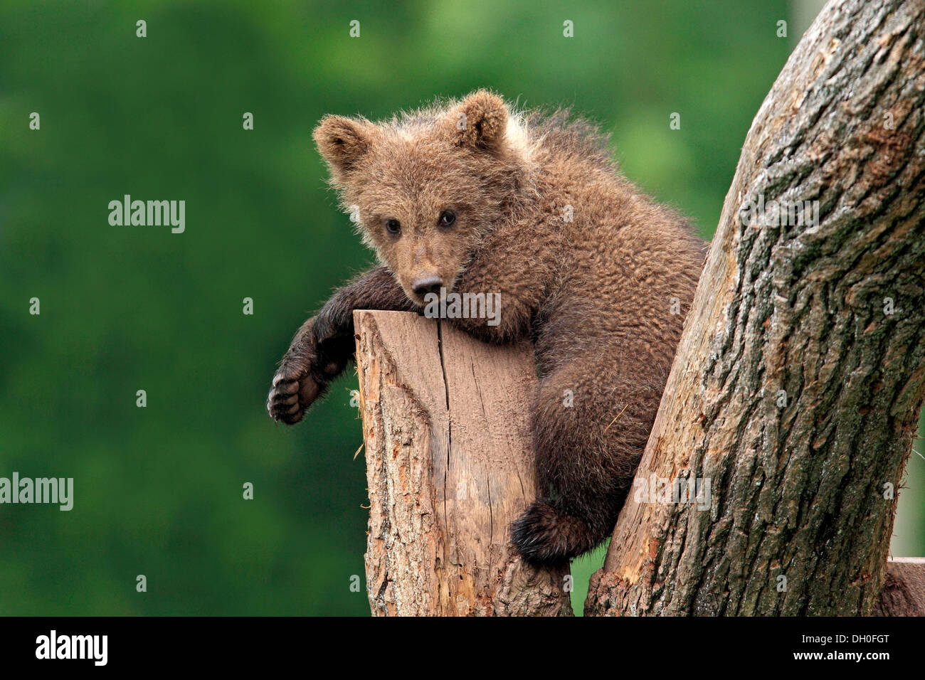 Bear cub on a tree hi-res stock photography and images - Alamy