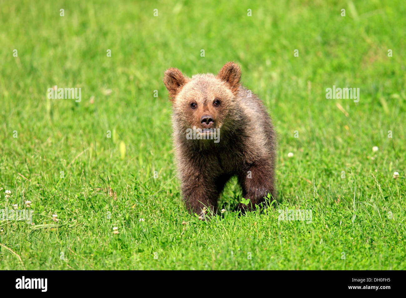 Brown Bear (Ursus arctos) cub, captive, Baden-Württemberg, Germany Stock Photo - Alamy