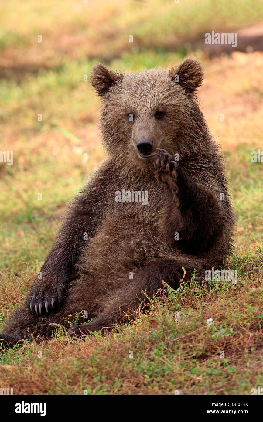 Brown Bear (Ursus arctos) cub, captive, Baden-Württemberg, Germany ...