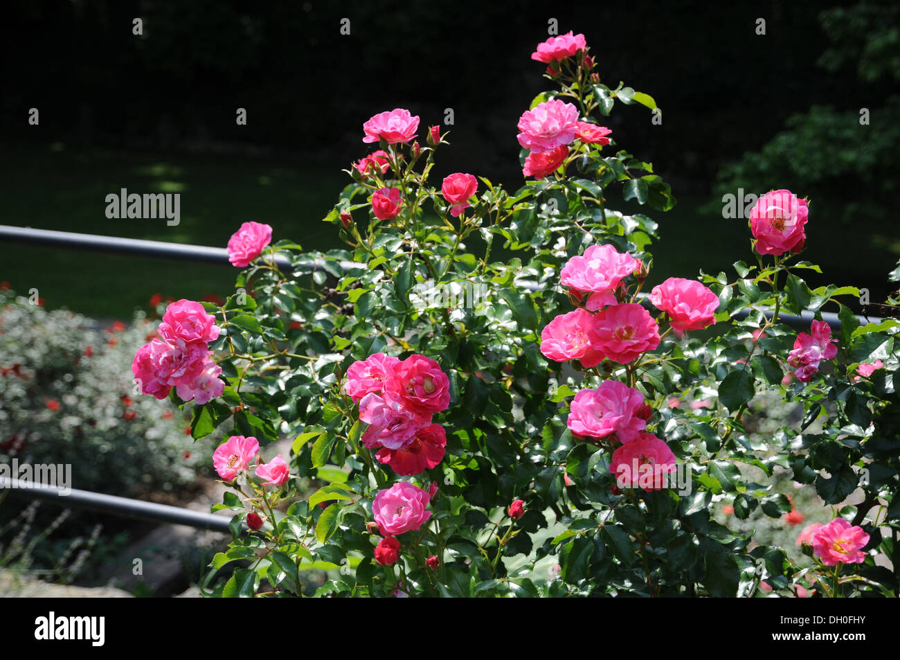 Shrub ros hi-res stock photography and images - Alamy