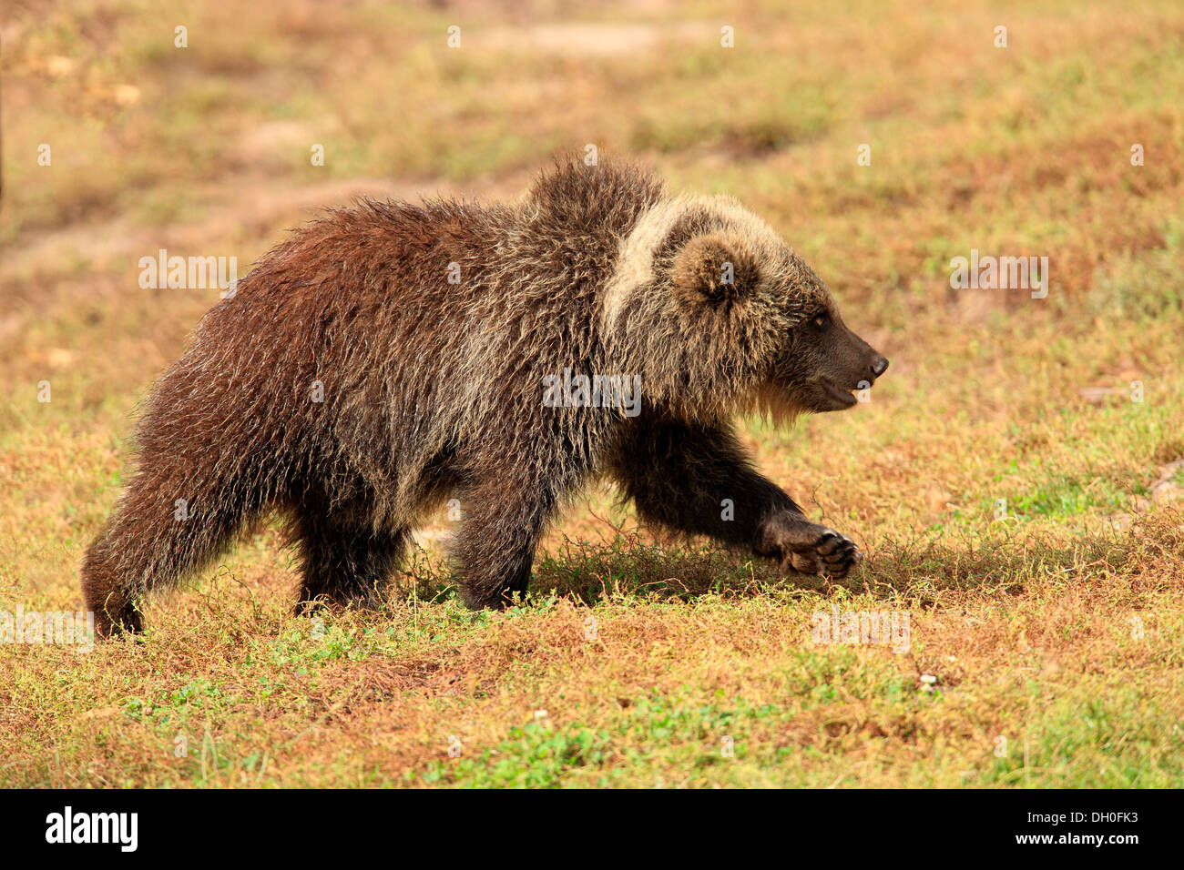 Bear foot hi-res stock photography and images - Alamy