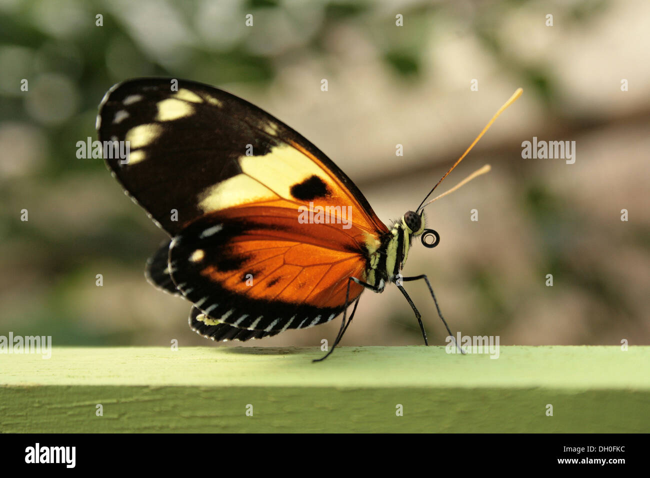 A butterfly in a butterfly garden in Mindo, Ecuador Stock Photo - Alamy