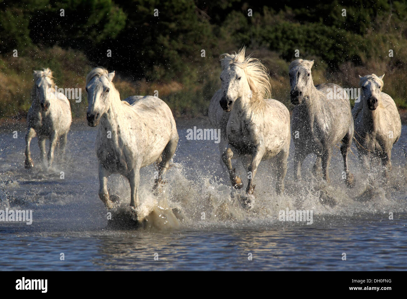 Animal canter gallop galloping cantering running hi-res stock ...