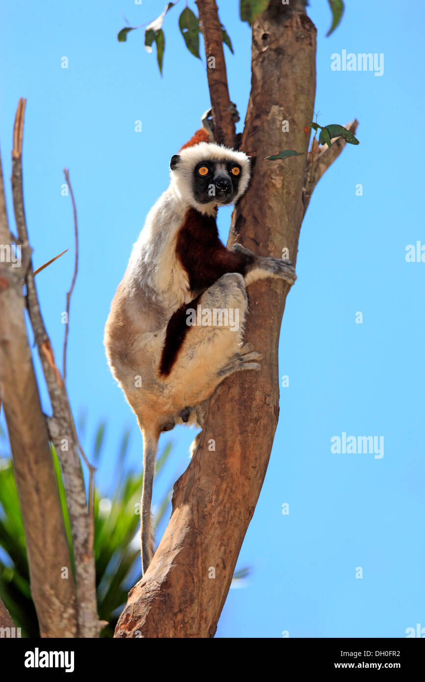 Coquerel's Sifaka (Propithecus coquereli), on a tree, captive ...