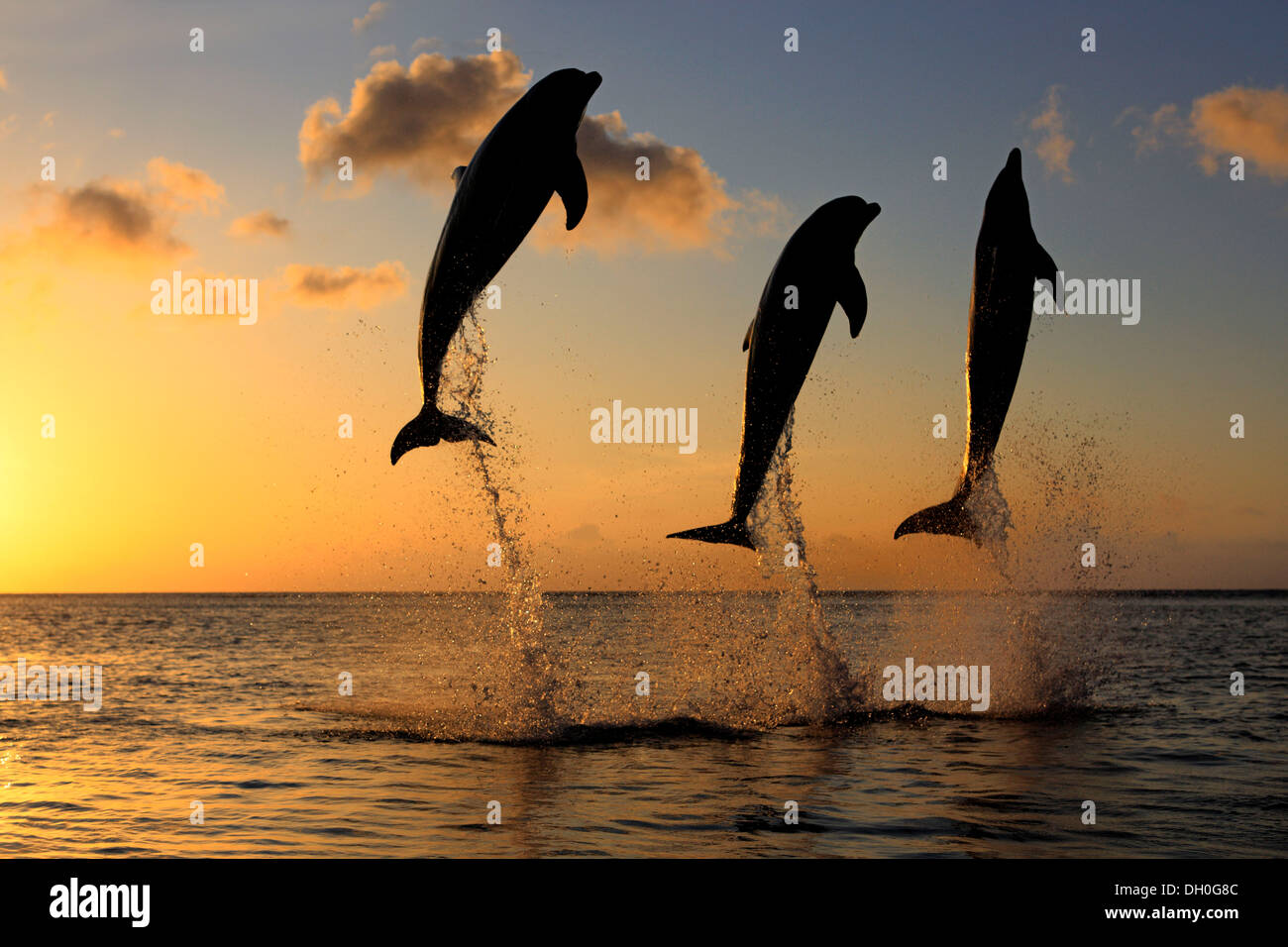 Bottlenose Dolphin (Tursiops truncatus), three dolphins leaping out of the water at dusk ...