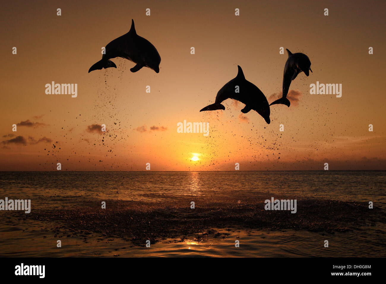 Three common dolphins hi-res stock photography and images - Alamy