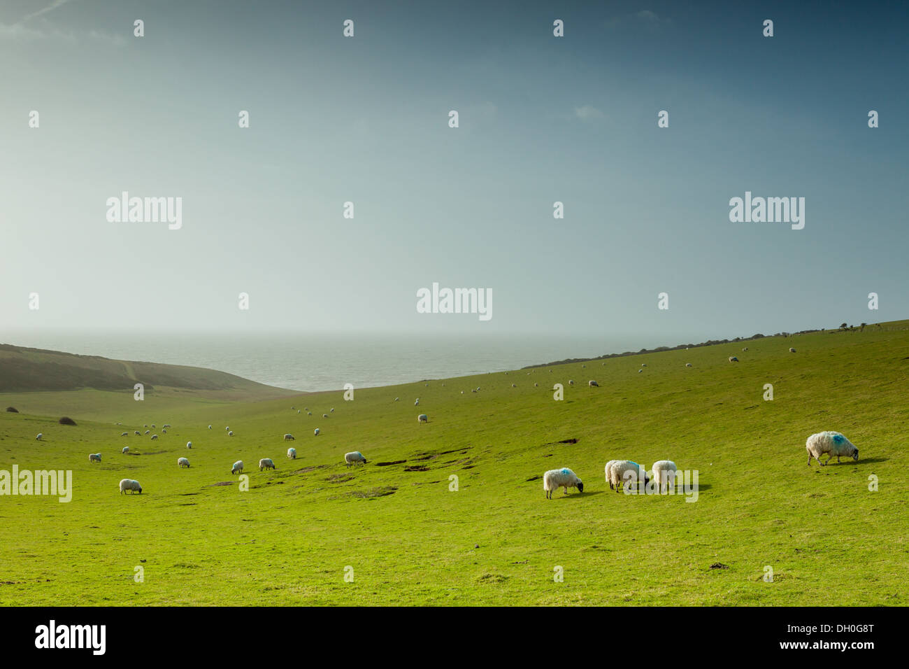 Sheep grazing on the cliff tops of Seven Sisters, East Sussex, England ...