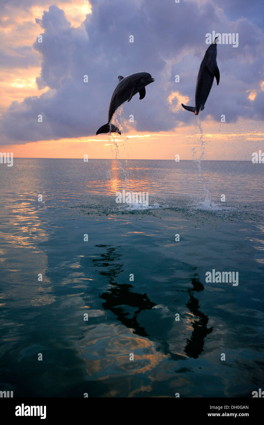 Bottlenose Dolphin (Tursiops truncatus), two dolphins leaping out of the water at dusk, captive ...