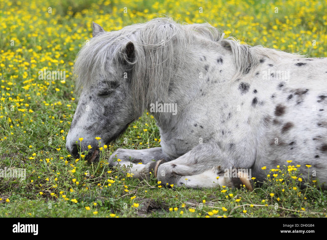 Pony on the flower field Stock Photo - Alamy