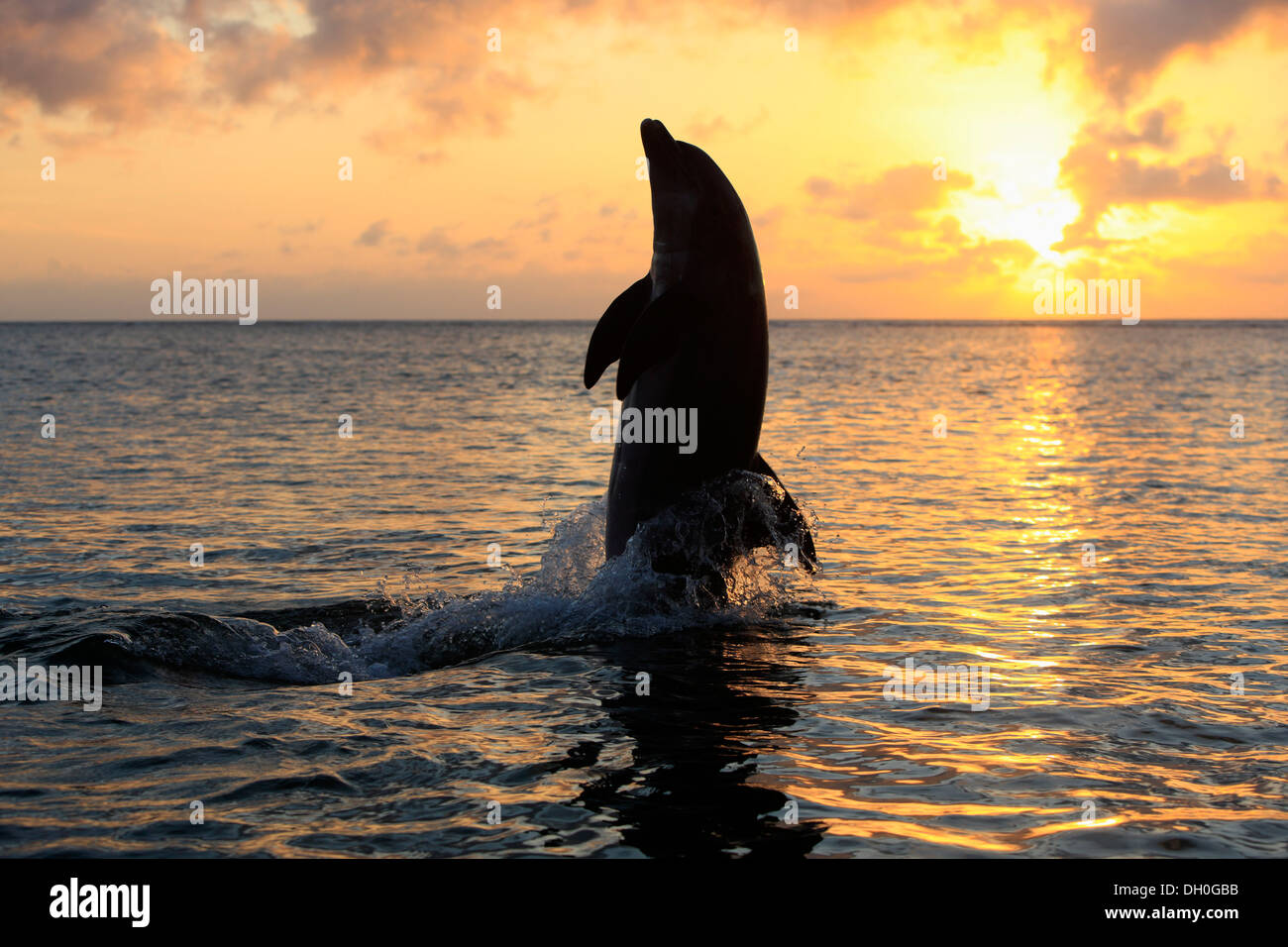 Dolphins tail walking hi-res stock photography and images - Alamy
