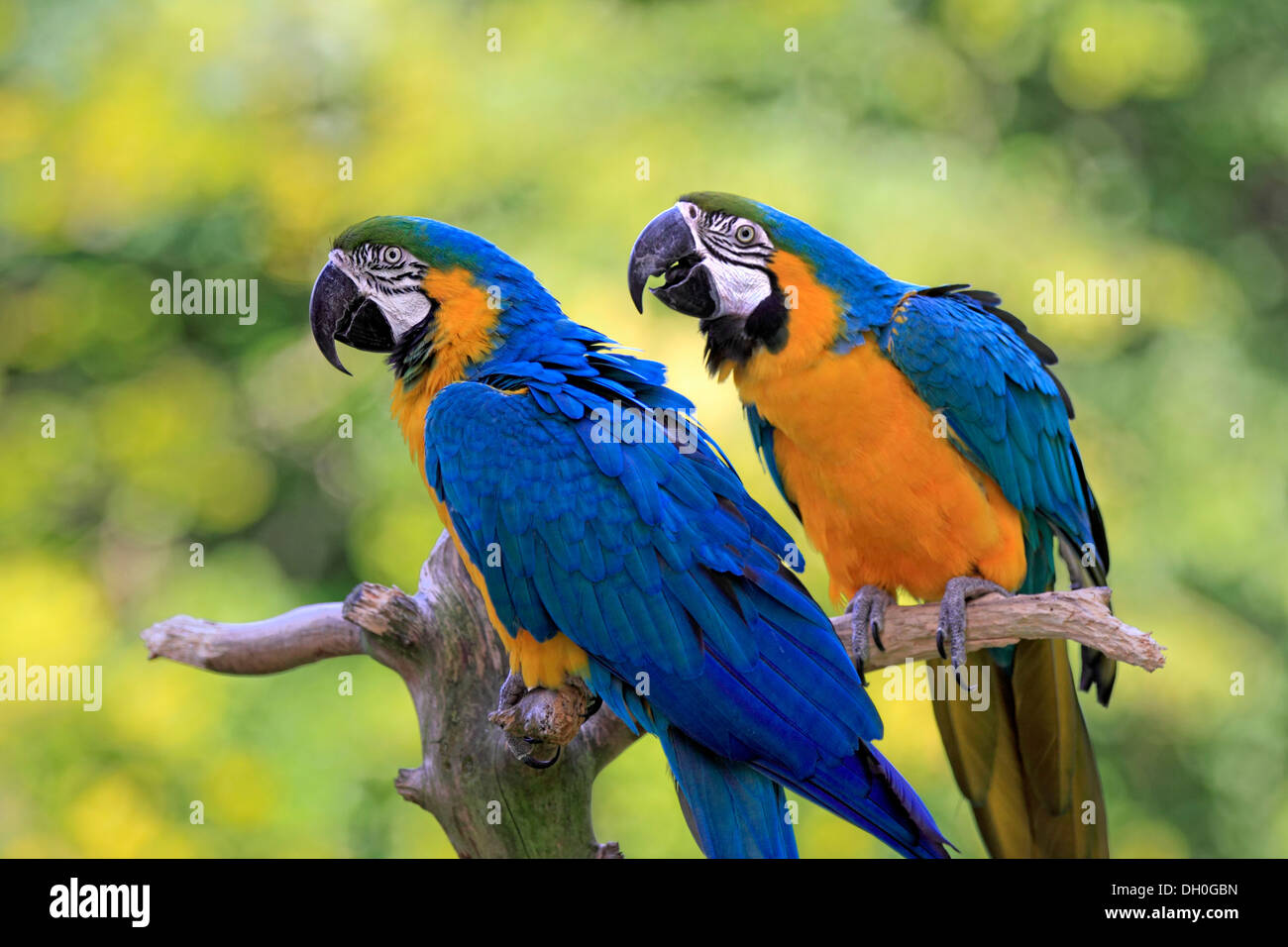 Blue-and-yellow Macaws (Ara ararauna), native to South America, captive ...