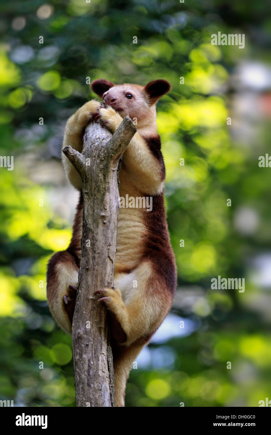 Goodfellow's Tree Kangaroo (Dendrolagus goodfellowi buergersi), native ...