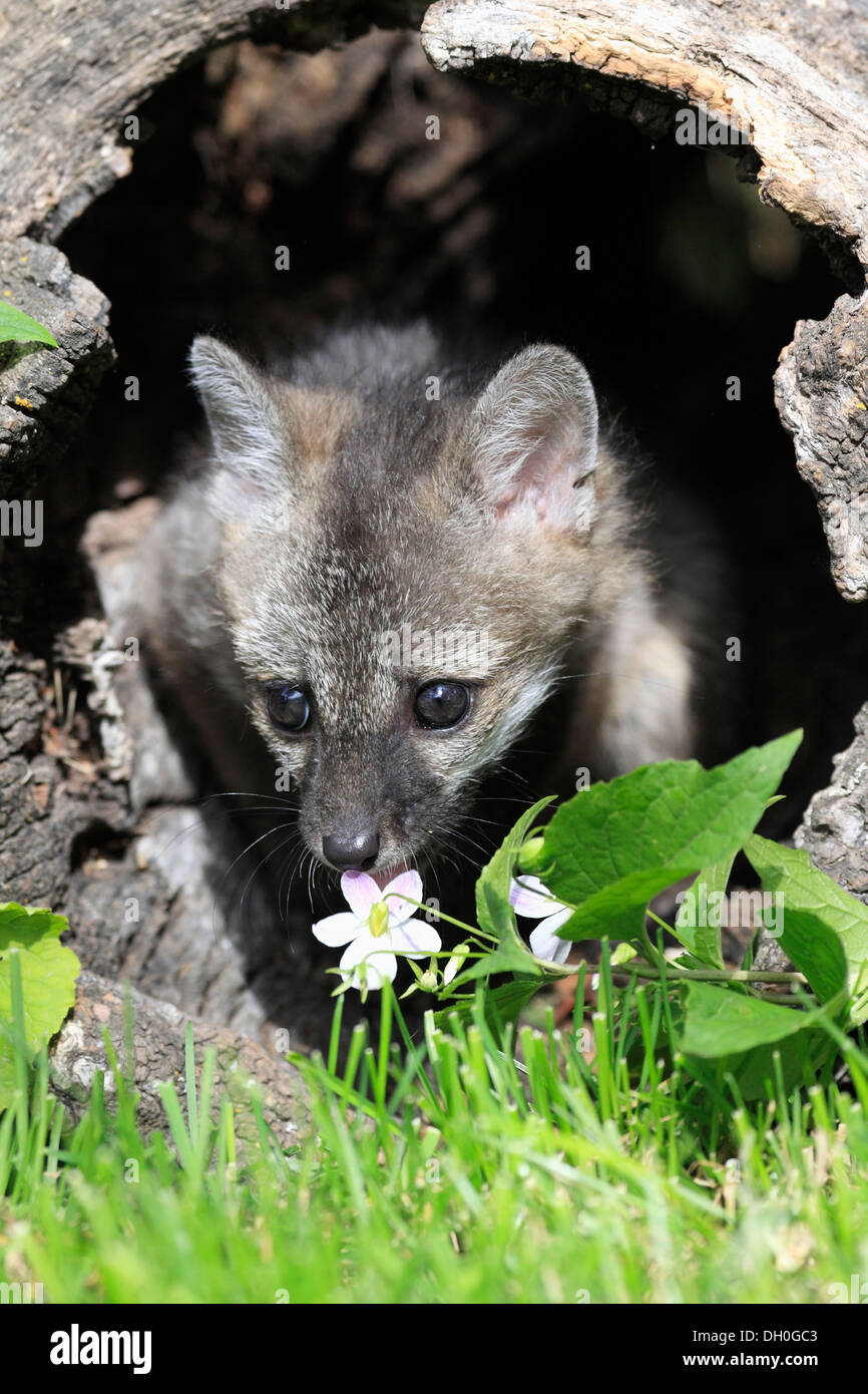 Gray Fox (Urocyon cinereoargenteus), cub, nine weeks old, in a den ...