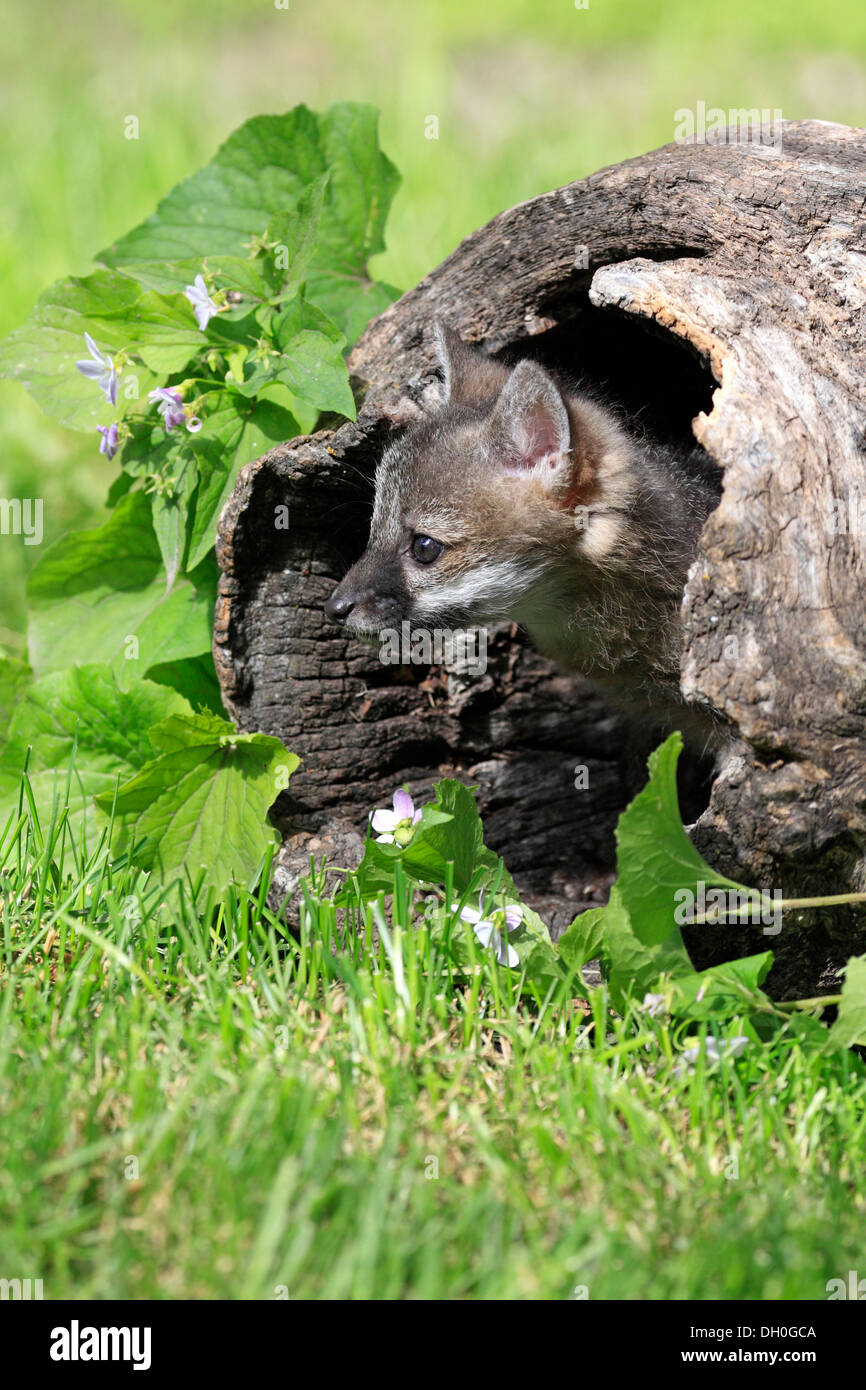 Grey fox cub hi-res stock photography and images - Alamy