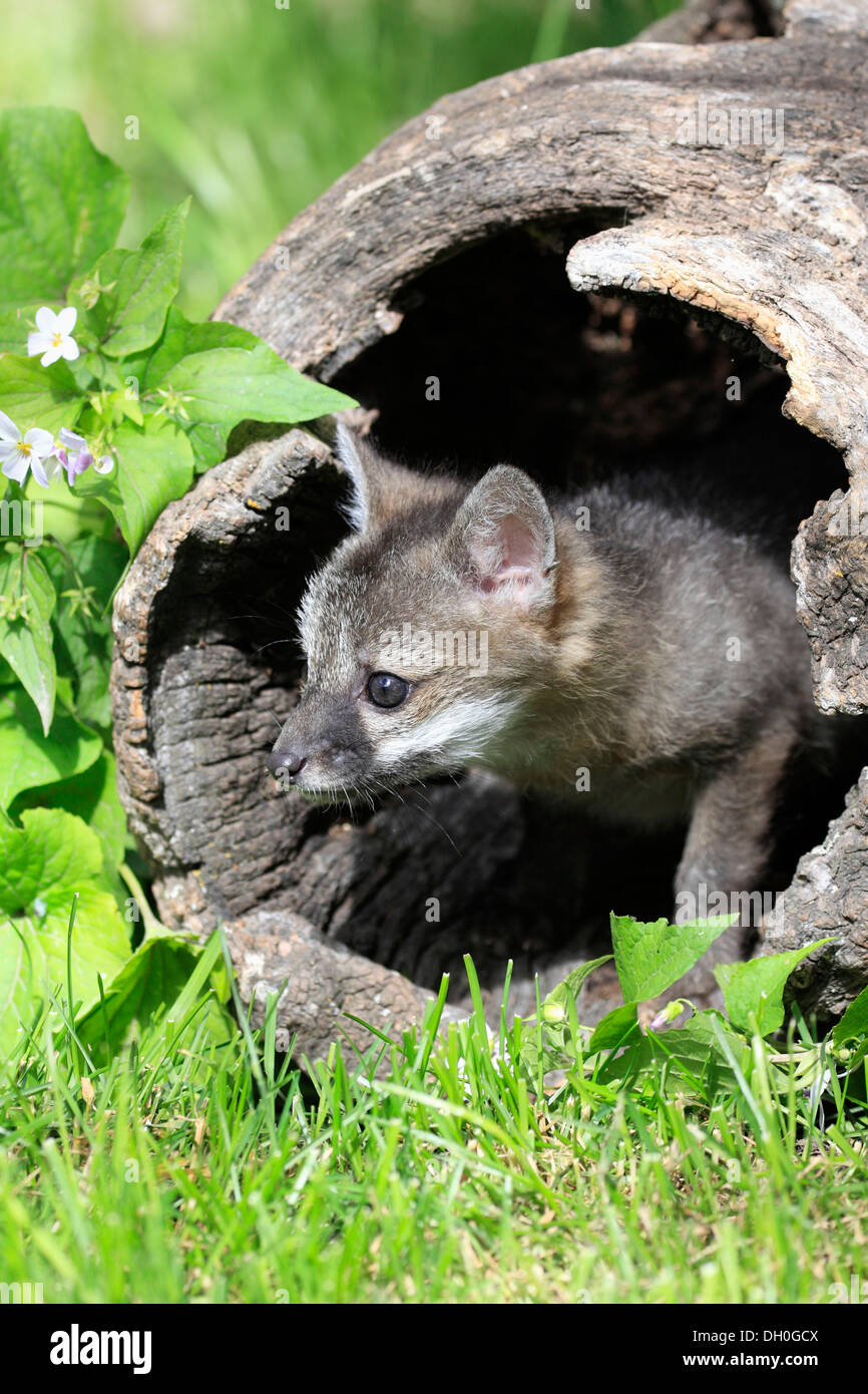 Grey fox cub hi-res stock photography and images - Alamy