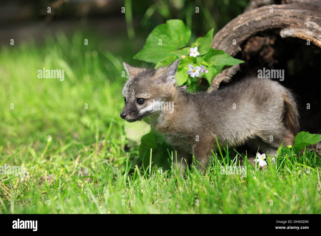 Gray Fox (Urocyon cinereoargenteus), cub, nine weeks old, in a den ...