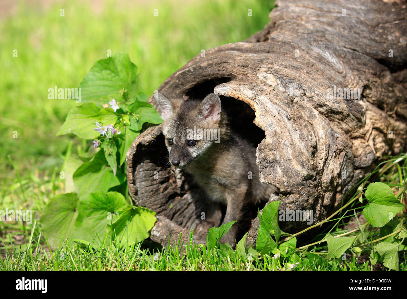 Gray Fox (Urocyon cinereoargenteus), cub, nine weeks old, in a den ...