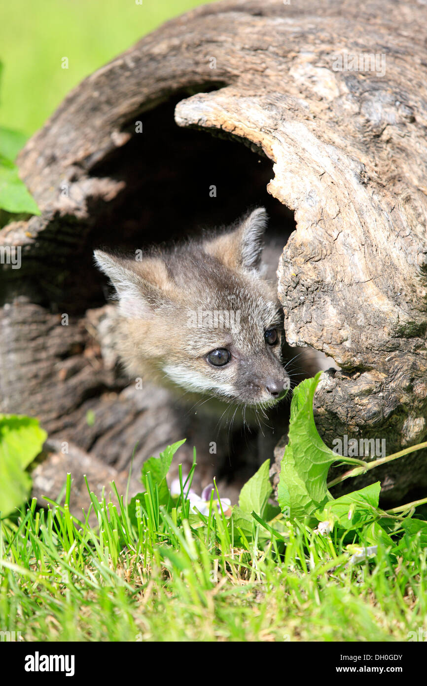 Grey fox cub hi-res stock photography and images - Alamy