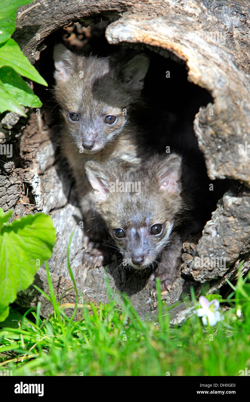 Nine cubs hi-res stock photography and images - Alamy