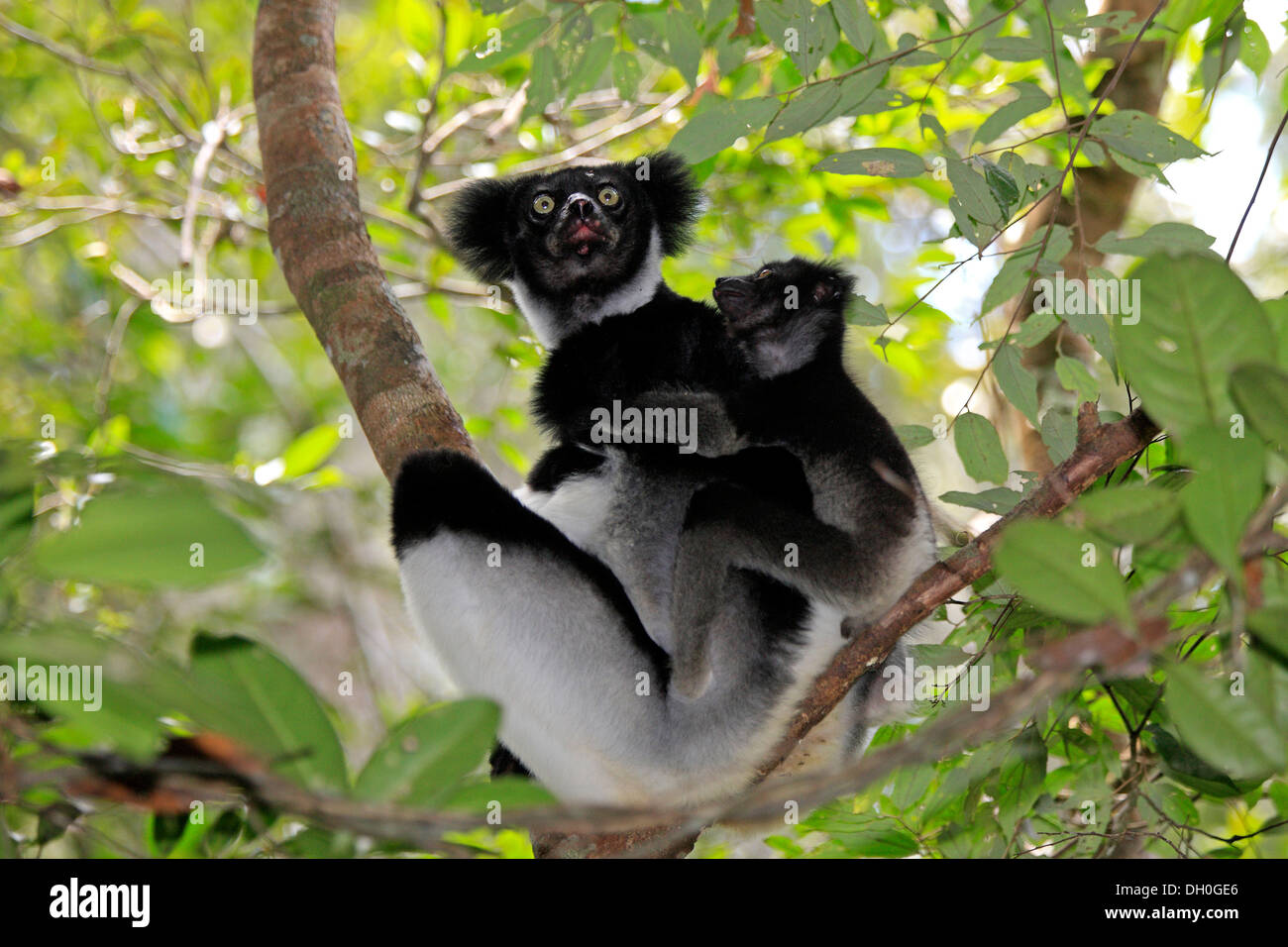 Indris lemur hi-res stock photography and images - Alamy