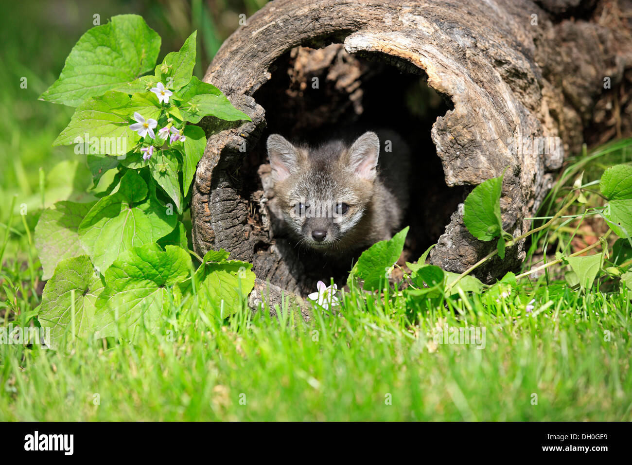 Grey fox cub hi-res stock photography and images - Alamy