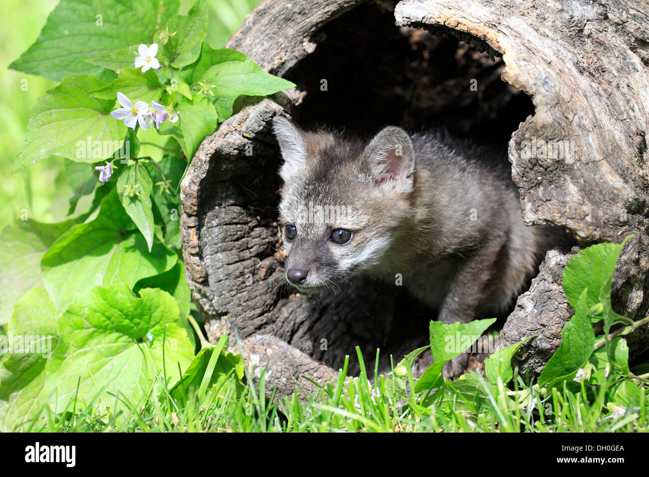 Gray Fox (Urocyon cinereoargenteus), cub, nine weeks old, in a den ...