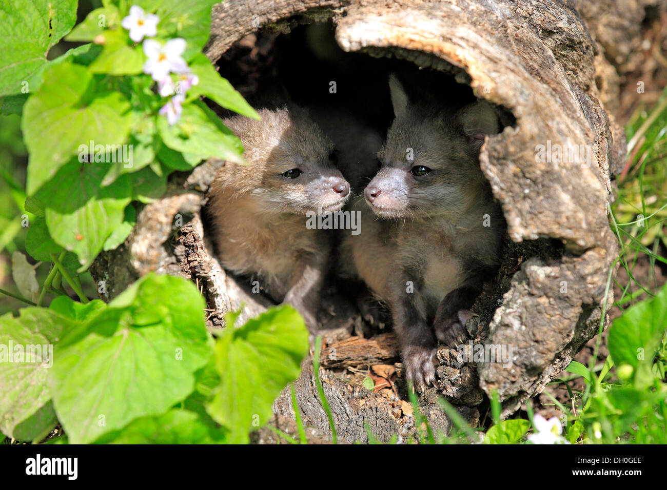 Gray Fox (Urocyon cinereoargenteus) cubs, nine weeks old, in a den ...