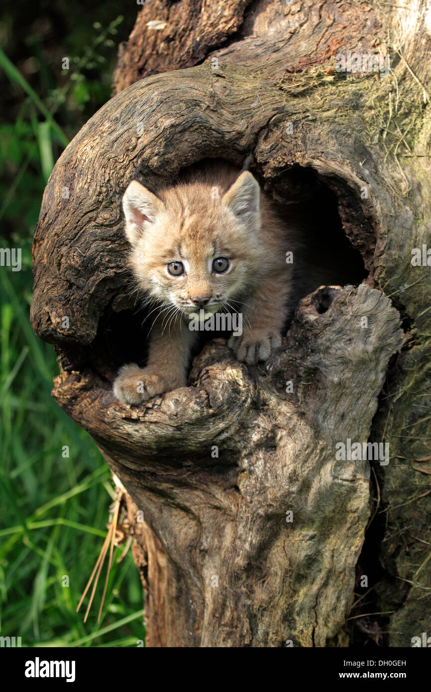 Canada Lynx (Lynx canadensis), cub, eight weeks old, in a den, captive ...