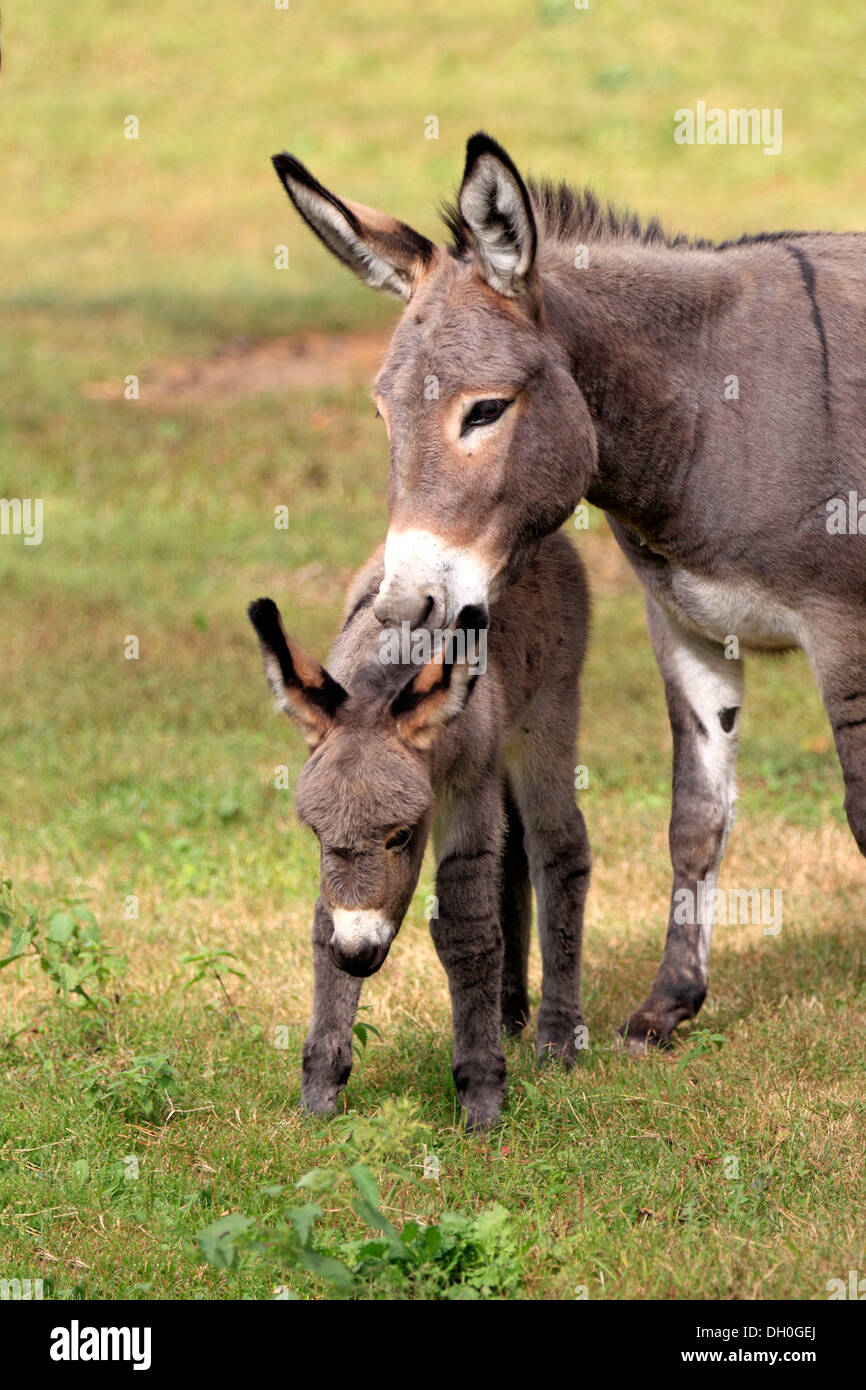 Donkey (Equus asinus asinus), mare with a foal, Germany Stock Photo - Alamy
