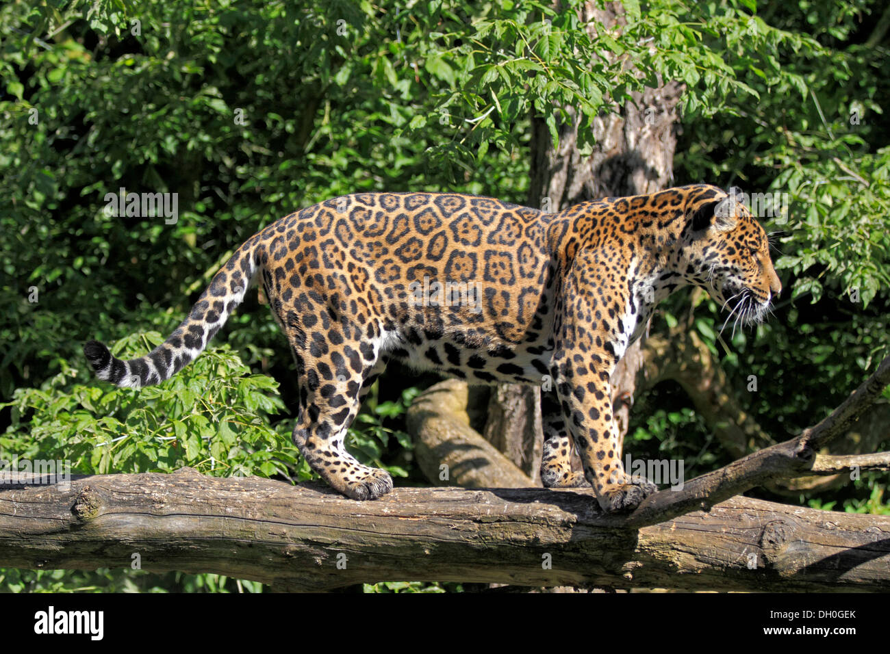Jaguar Standing
