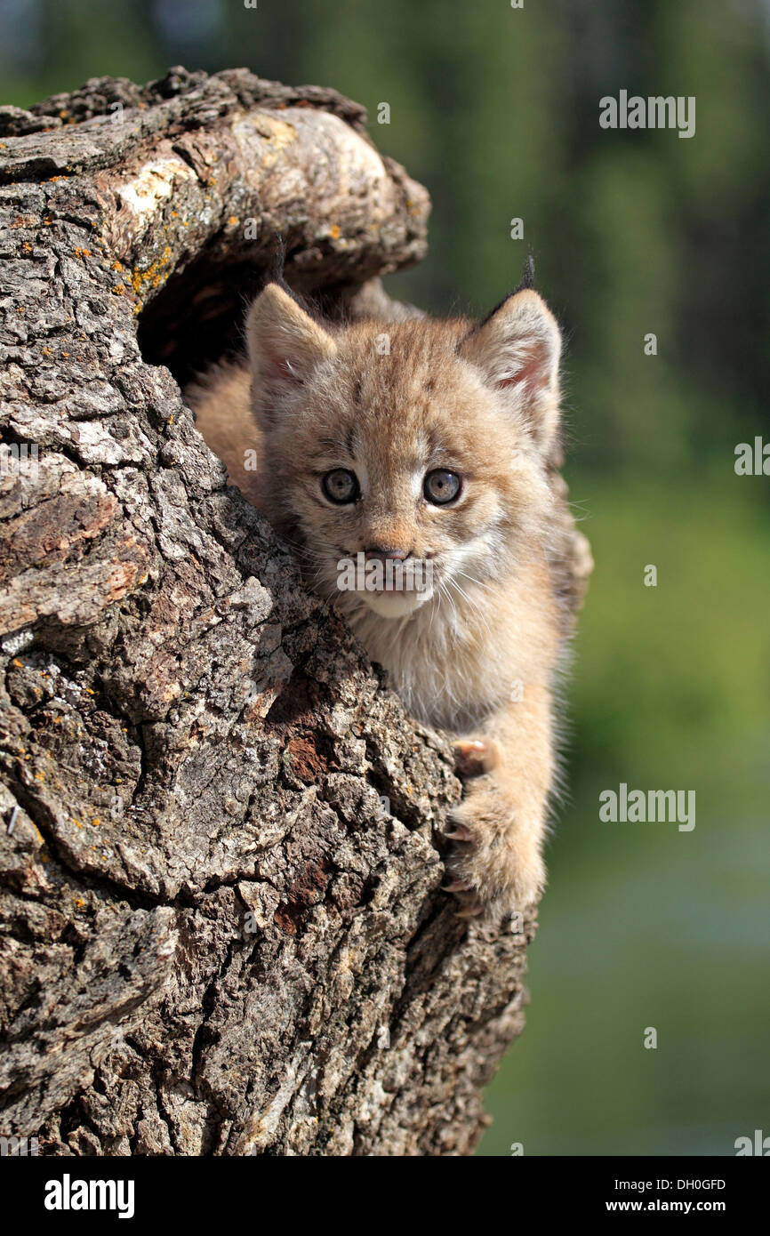 Canada Lynx (Lynx canadensis), cub, eight weeks old, in a den, captive ...