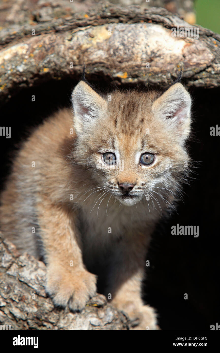 Canada Lynx (Lynx canadensis), cub, eight weeks old, in a den, captive ...