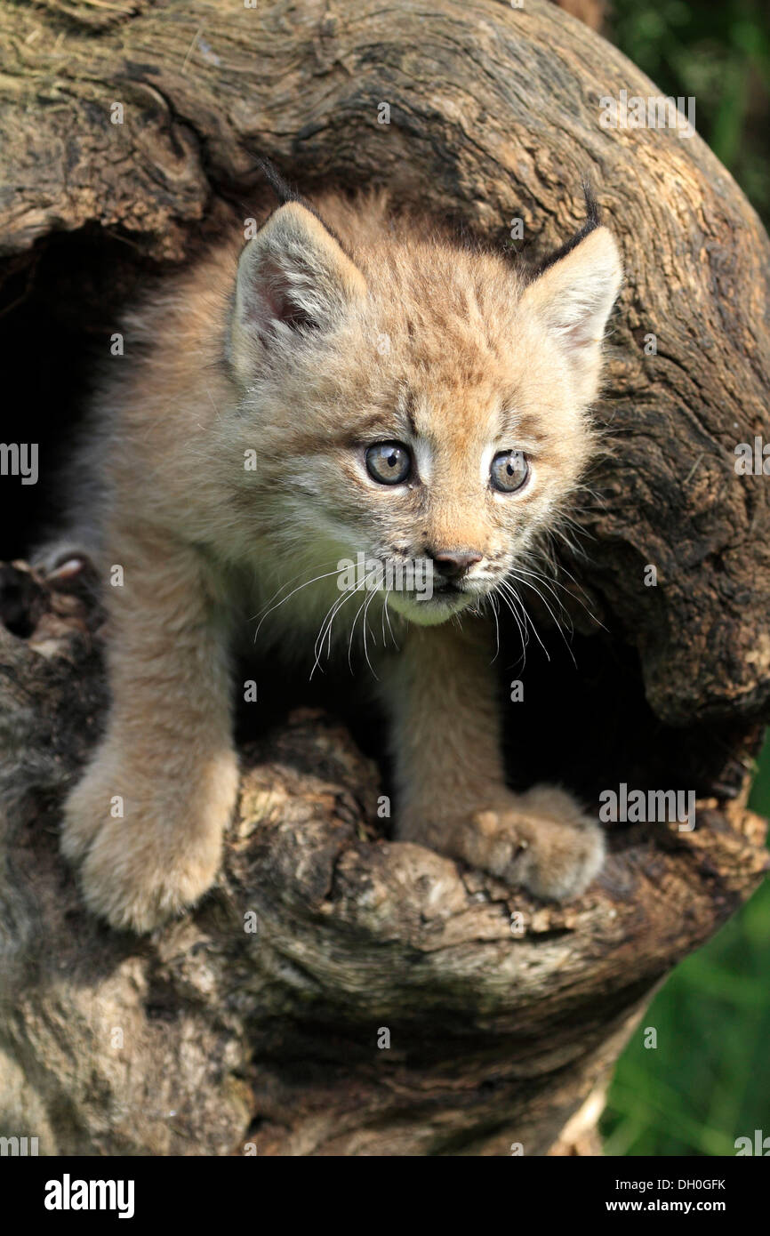 Canada Lynx (Lynx canadensis), cub, eight weeks old, in a den, captive ...