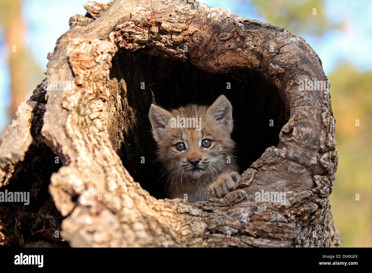 Canada Lynx (Lynx canadensis), cub, eight weeks old, in a den, captive ...