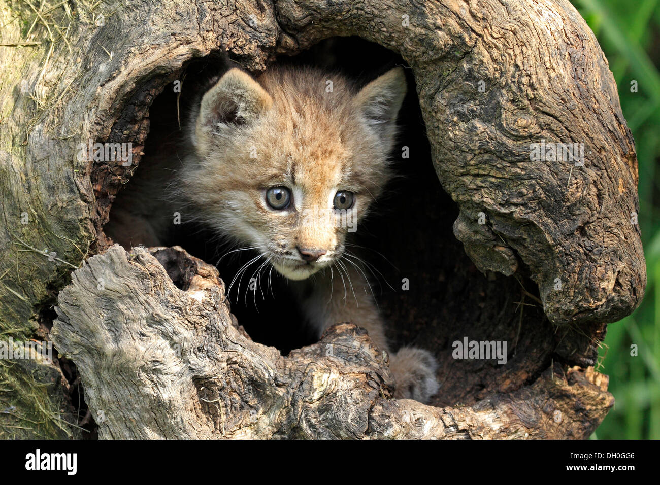 Canada Lynx (Lynx canadensis), cub, eight weeks old, in a den, captive ...