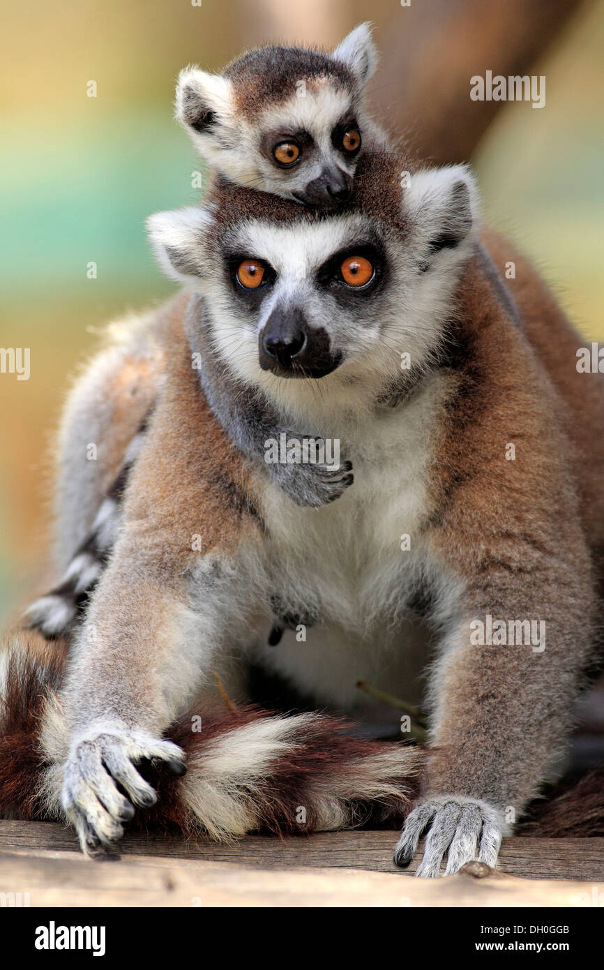 Lemur catta cub hi-res stock photography and images - Alamy