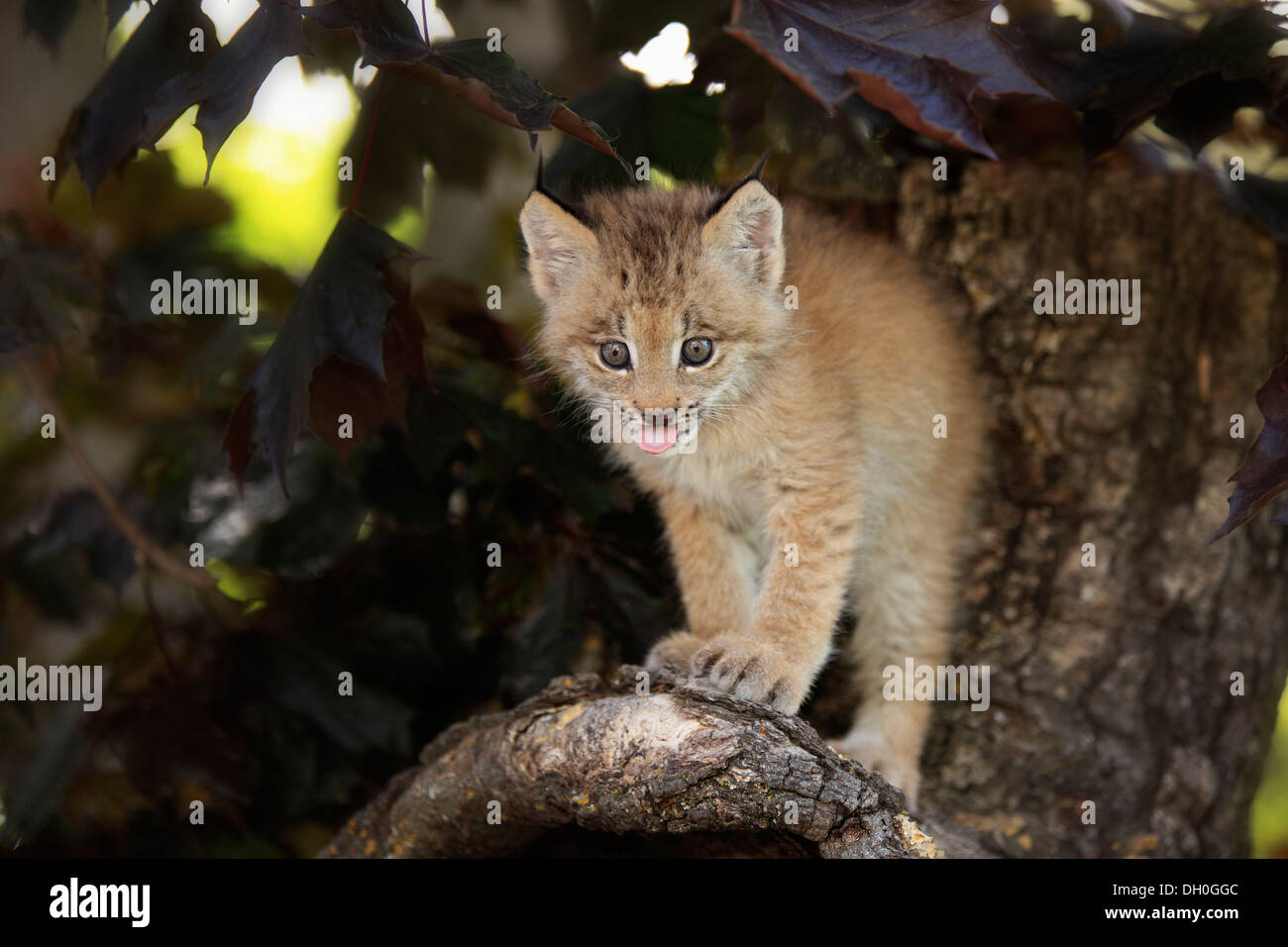 Canada Lynx (Lynx canadensis), cub, eight weeks old, in a den, captive ...