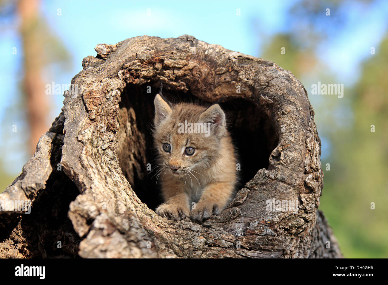 Canada Lynx (Lynx canadensis), cub, eight weeks old, in a den, captive ...