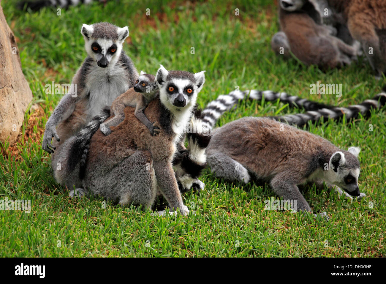 Ring-tailed Lemurs (Lemur catta), female carrying a cub on her back ...