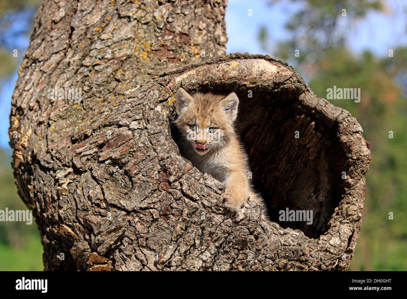 Canada Lynx (Lynx canadensis), cub, eight weeks old, in a den, captive ...