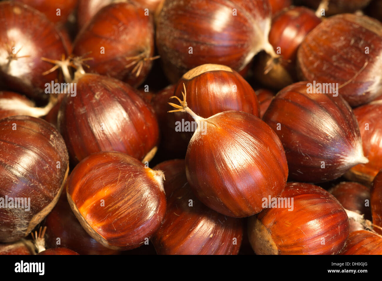 Shiny brown nut shells hi-res stock photography and images - Alamy