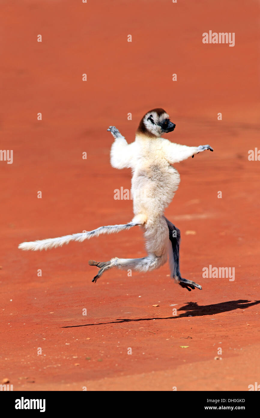 Lemur lemurs jumping madagascar hi-res stock photography and images - Alamy