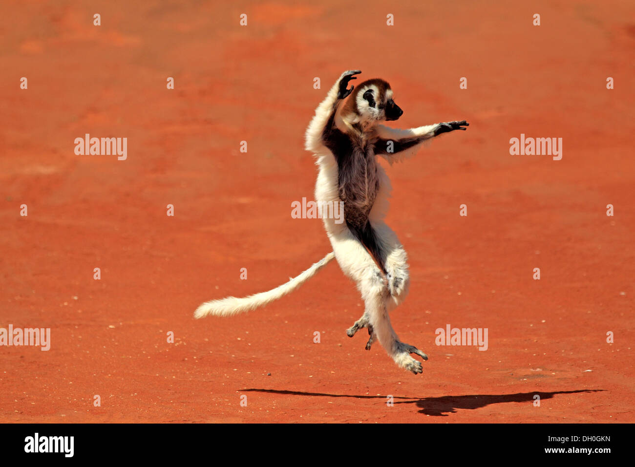 Jumping lemur hi-res stock photography and images - Alamy