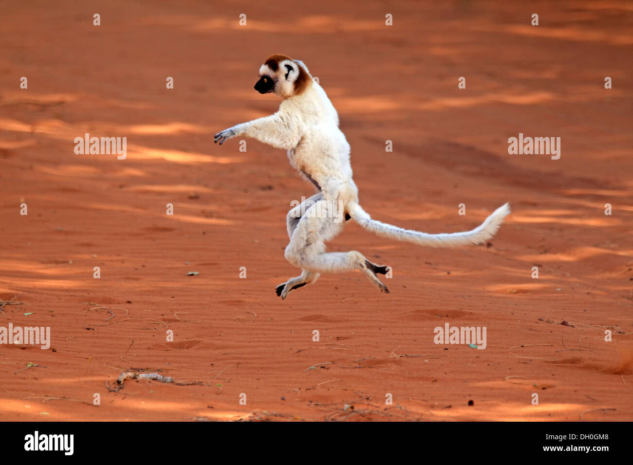 Verreaux's Sifaka (Propithecus verreauxi), jumping, Berenty Reservat ...